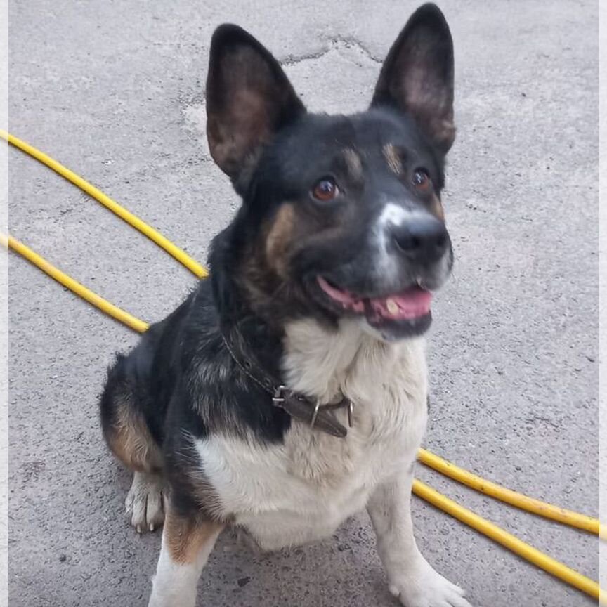 Боцман ищет дом