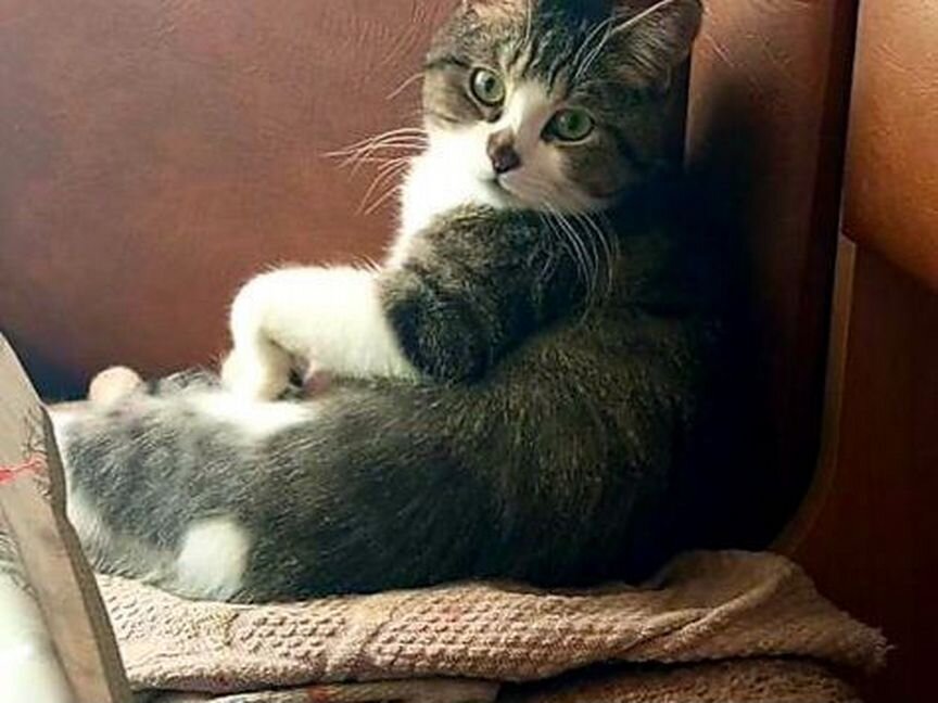 Котик смесь с донским сфинксом