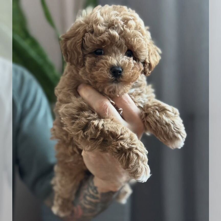 Мальтипу, щенок