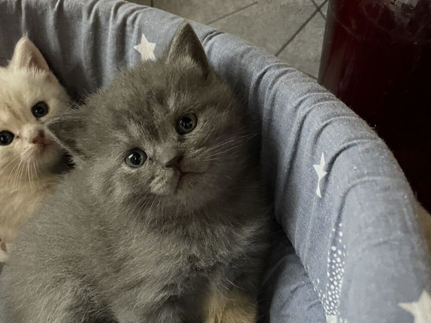 Шотландские котята