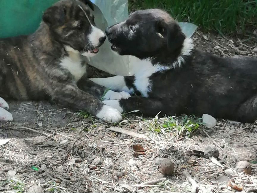 Щенок 3 месяца будет ниже колена