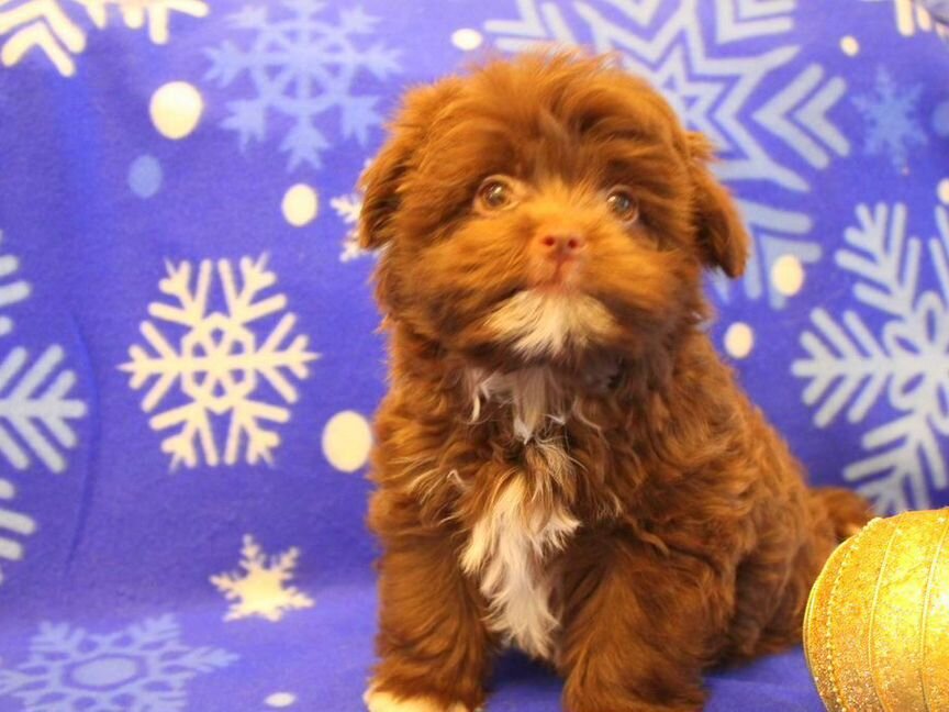 Мальтипу эксклюзивные щенки