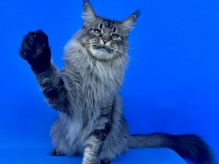 Мейн-кун чистокровная выставочная кошечка