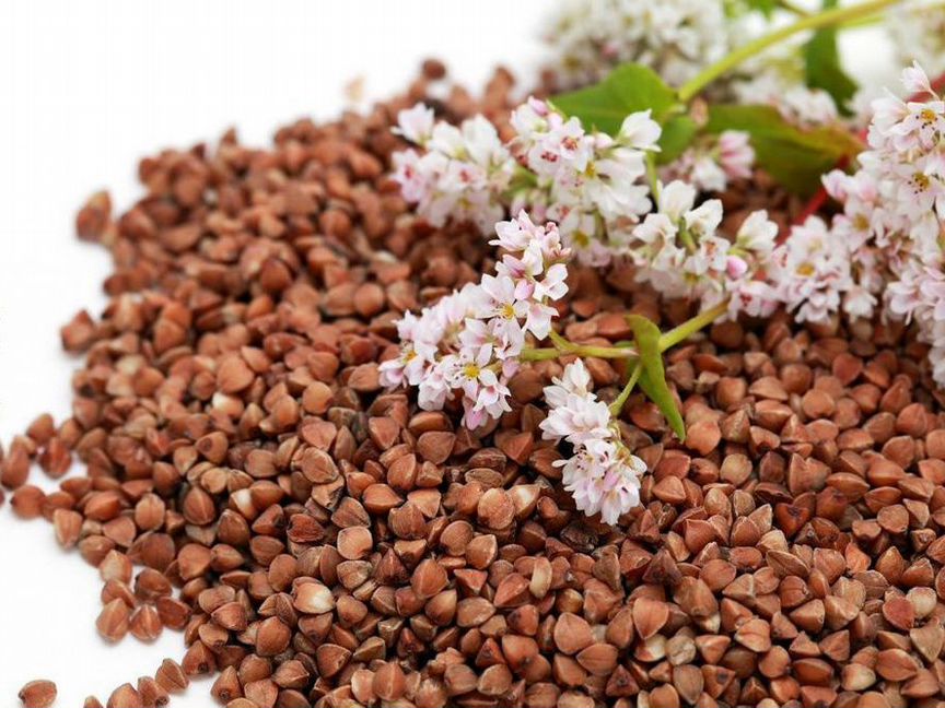 Семена гречихи