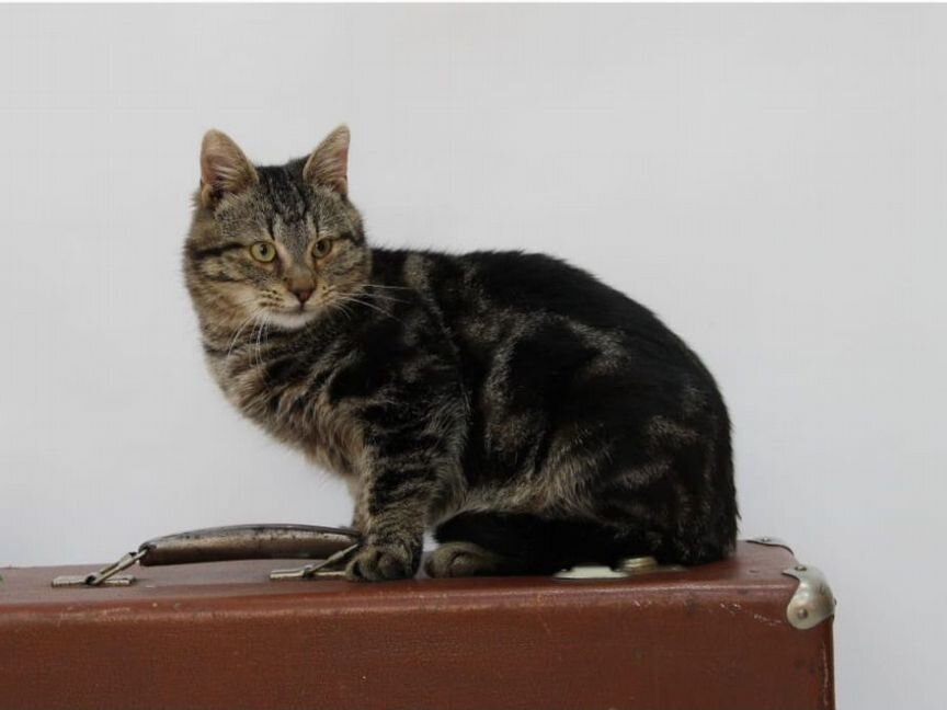 Котик подросток с мраморной шубкой