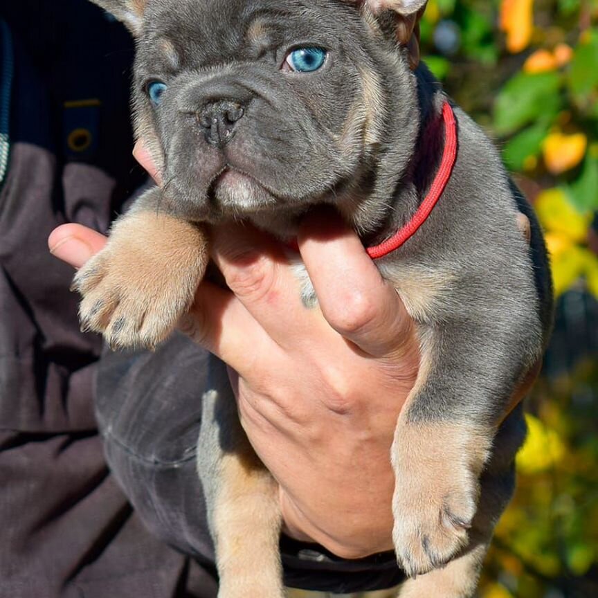 Французский бульдог щенки