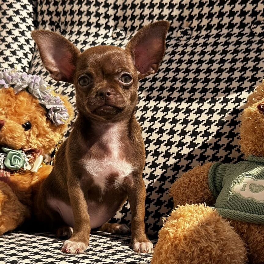 Стандартная шоколадная девочка чихуахуа