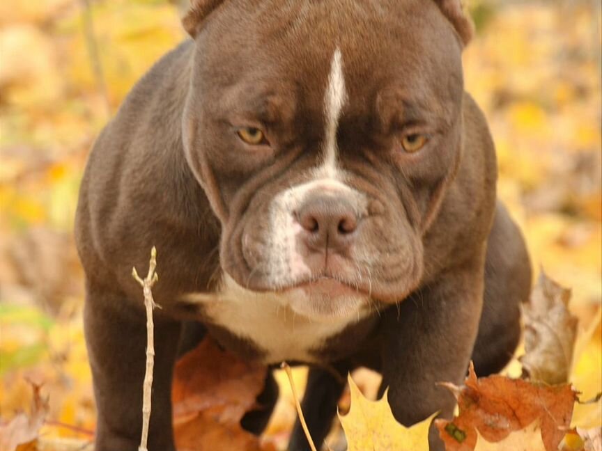 Девочка покет