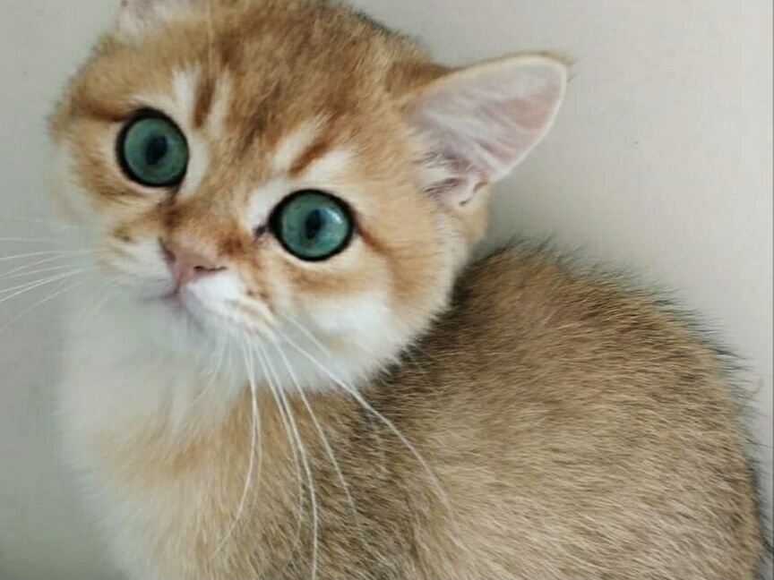 Котик золотая шиншилла с родословной