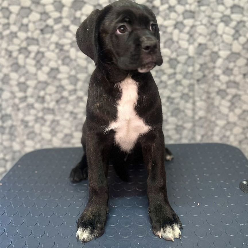 Девочка итальянского кане корсо РКФ