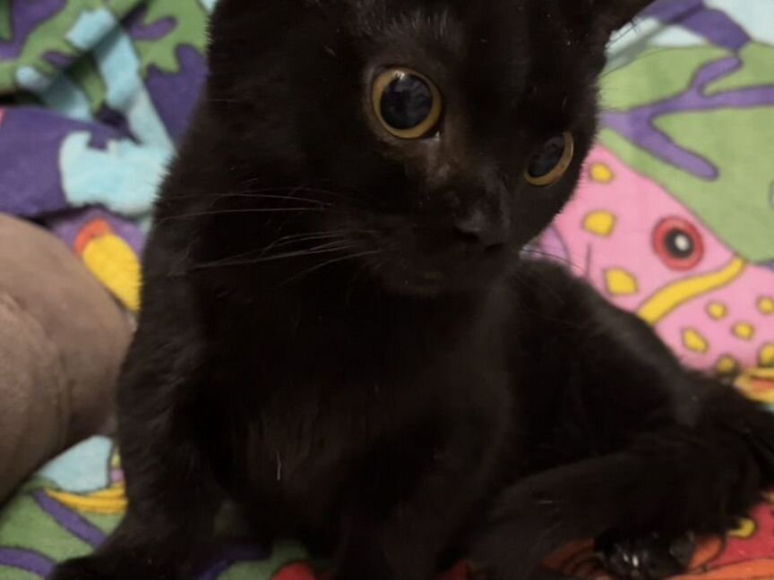 Горький шоколад - коротколапка)