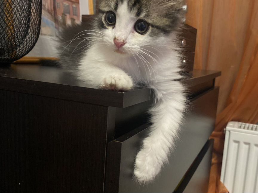 Котенок Тимоша 2 месяца