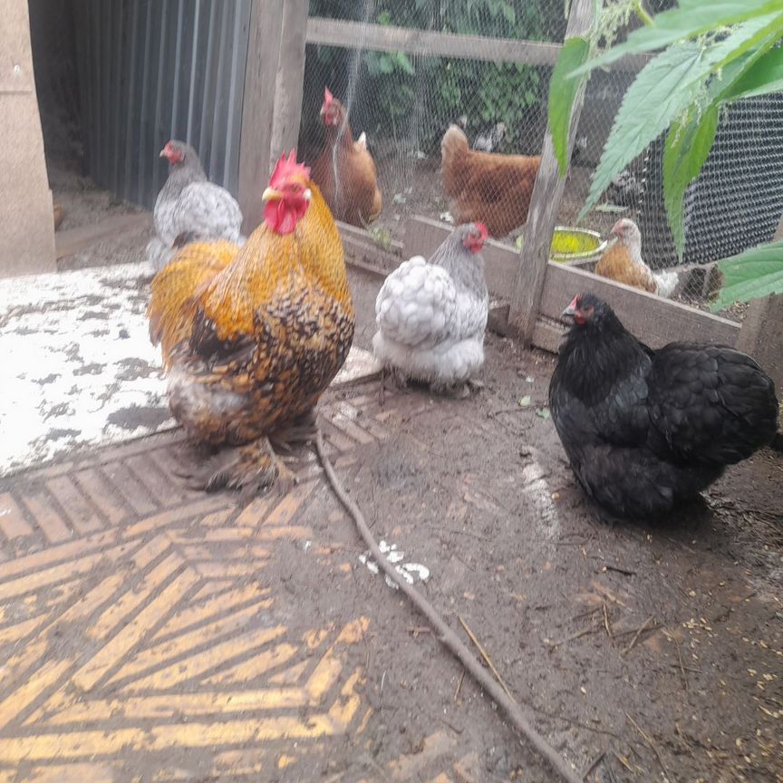 Семья курочек карликовый императорский шиншилл