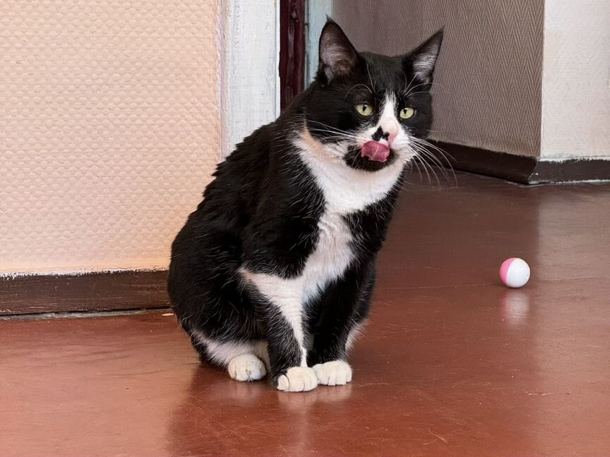 Кот Шахтер ищет дом