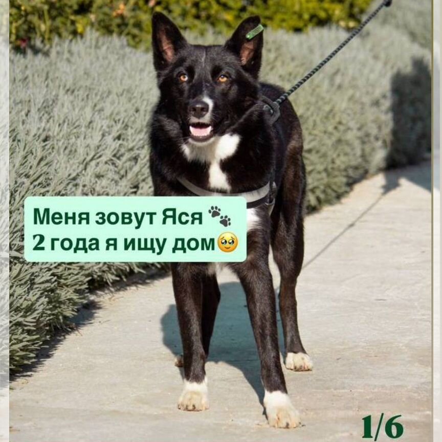 Взрослая собака в добрые руки