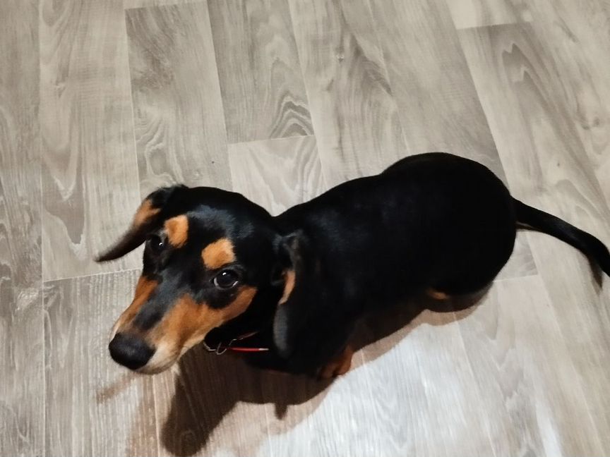 Карликовая такса