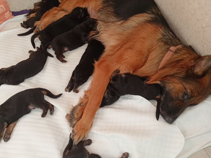 Продажа щенков