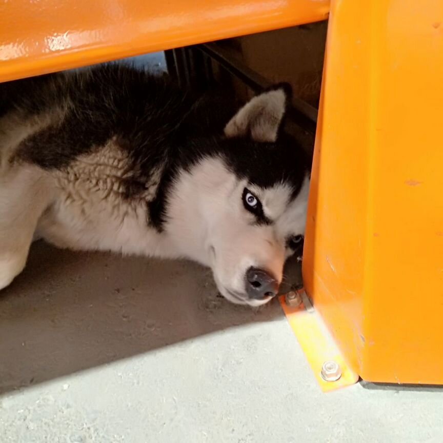 Потеряшка хаски