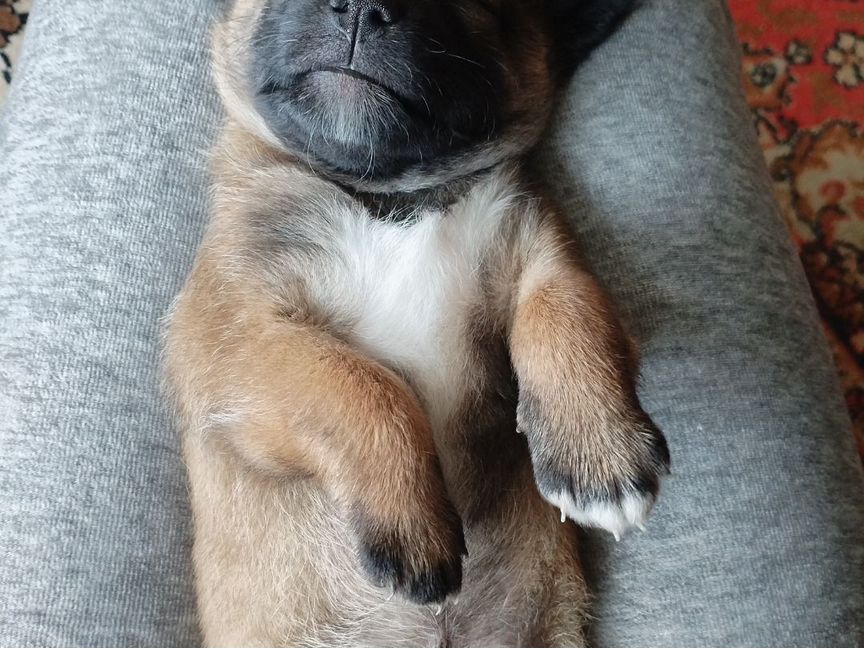 Маленькая собака в добрые руки отдам бесплатно