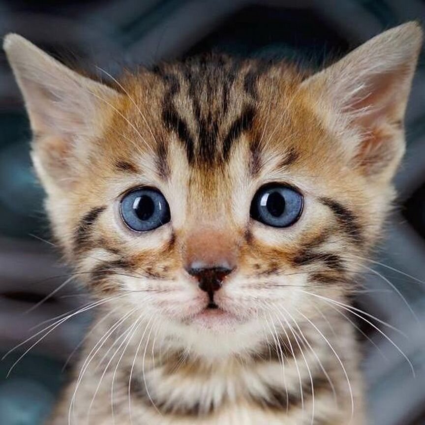 Бенгальские котята