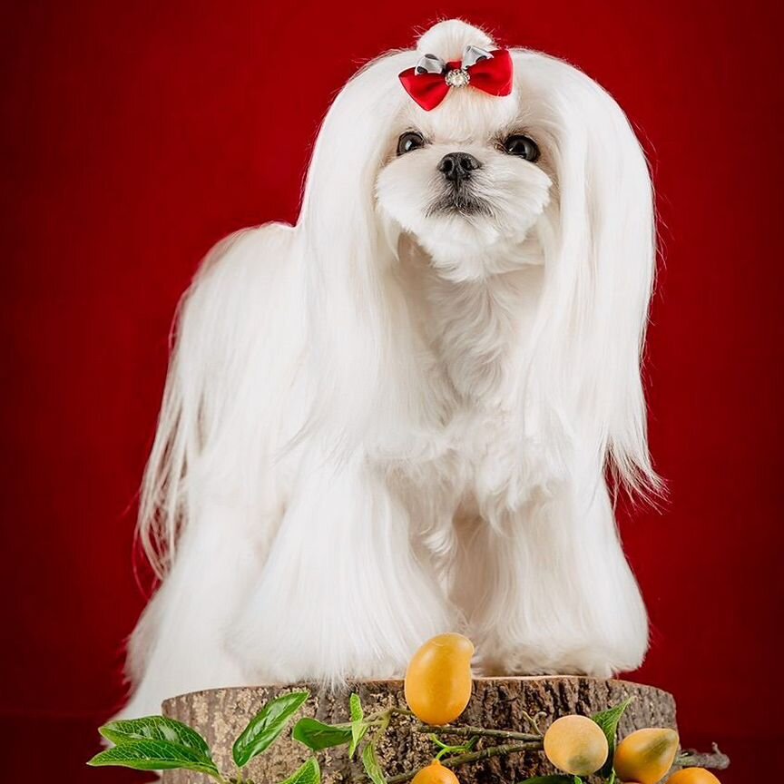 Мальчик Мальтезе Корея вязка