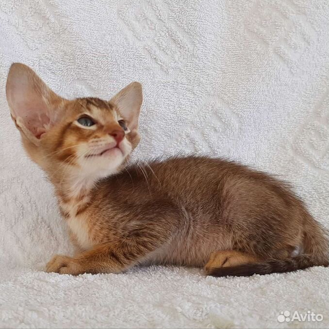 Ориентальный котик в современном типе