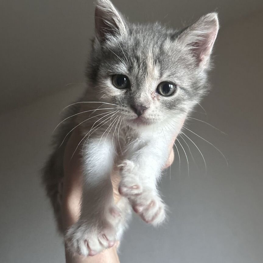 Котёнок в добрые руки