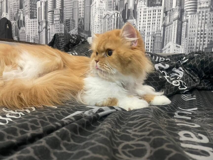 Шотландские кошки