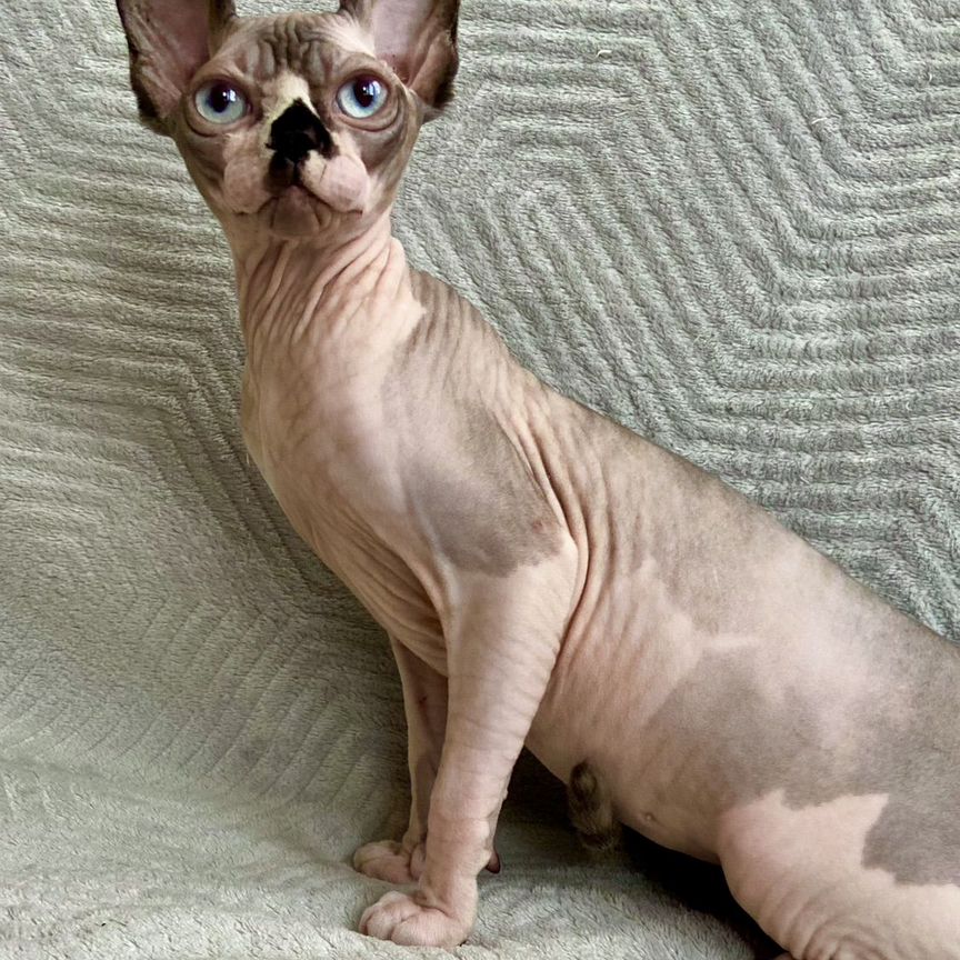 Мальчишка-крутышка