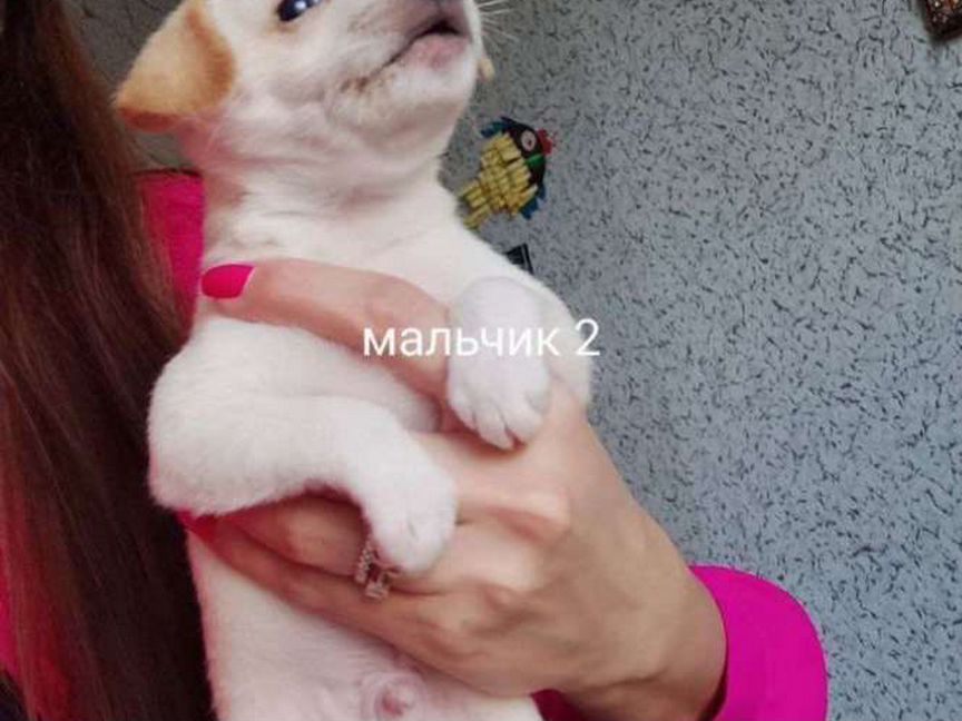 С Р О Ч Н О чихуахуа мальчик мини