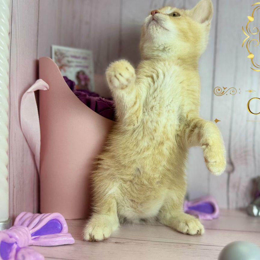Рик - котёнок манчкин long (длиннолапый)