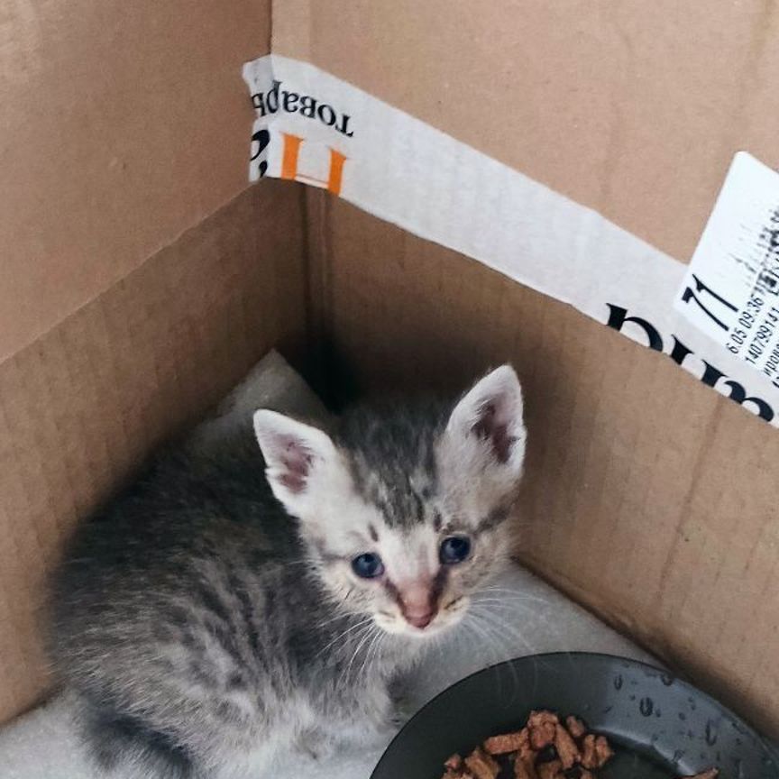Котёнок в добрые руки