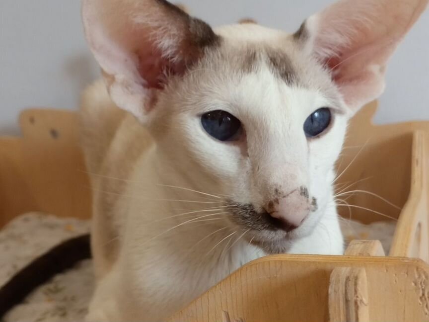 Ориентальная кошка