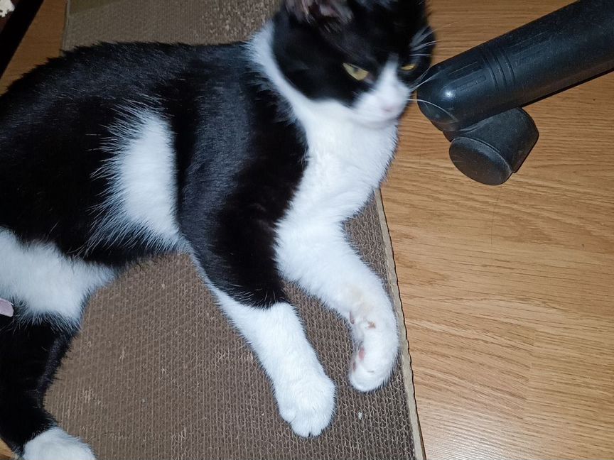 Добрейший кот