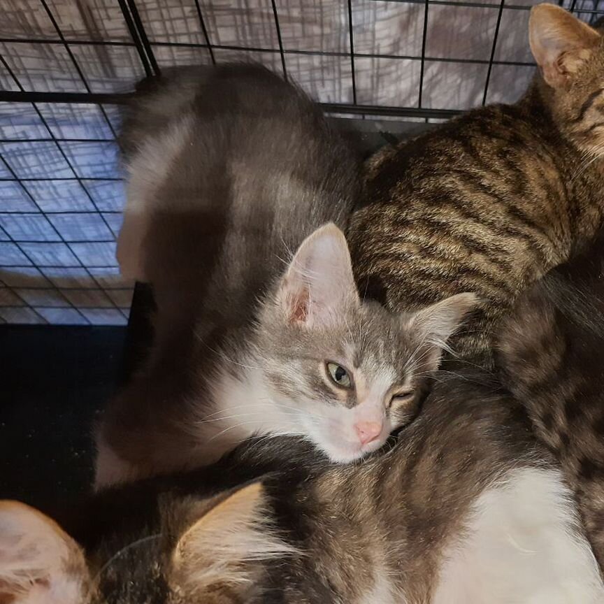 Котенок мальчик Шен в добрые руки