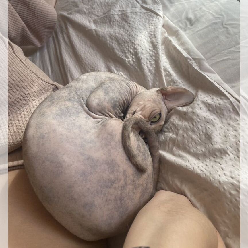 Отдаю молодую кошечку Канадского сфинкса