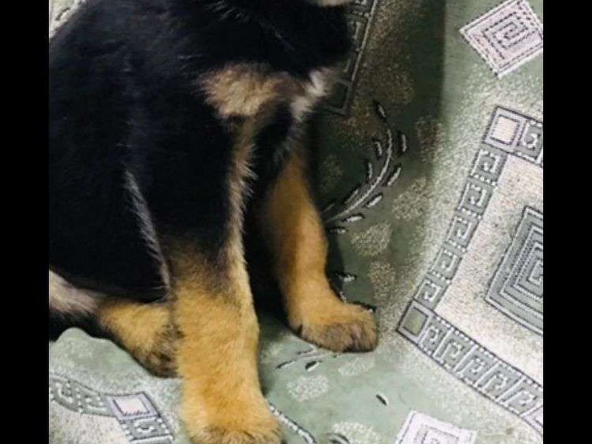 Щенки бесплатно