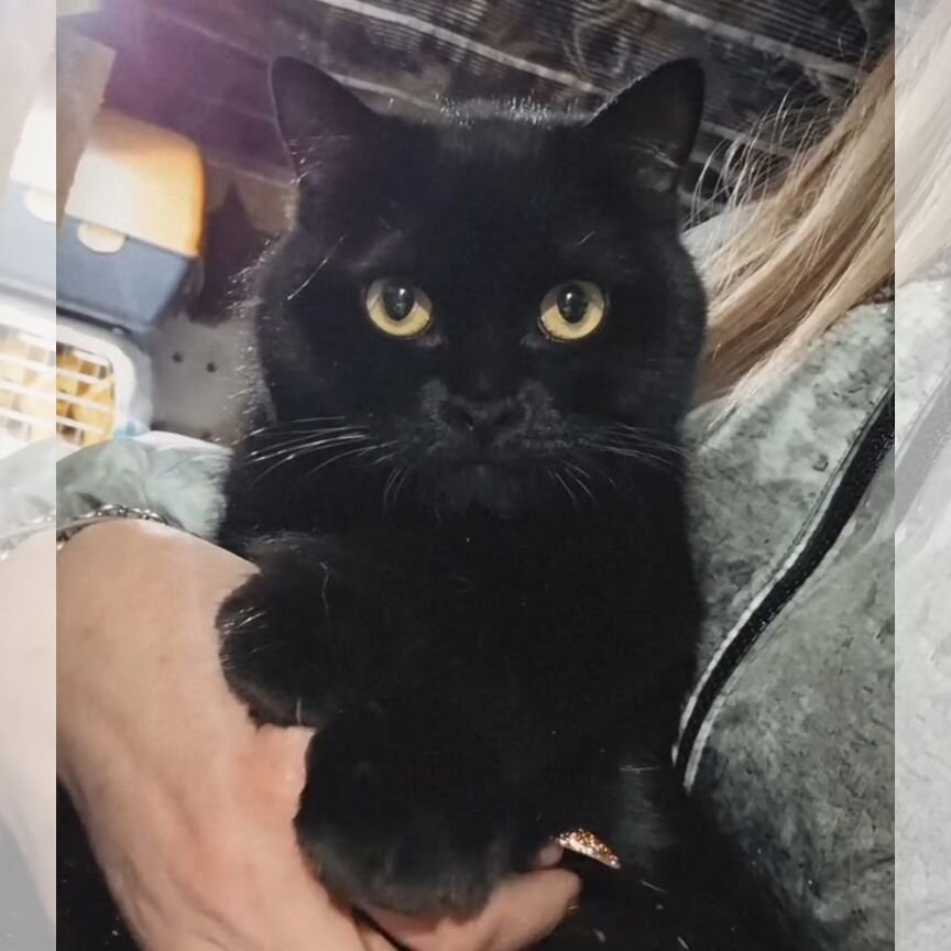 Взрослая, кошка в добрые руки