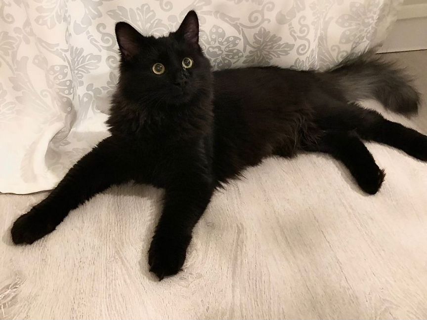 Котенок в добрые руки