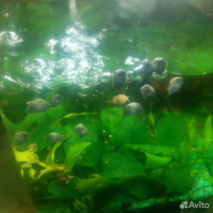 Ампулярии маленькие