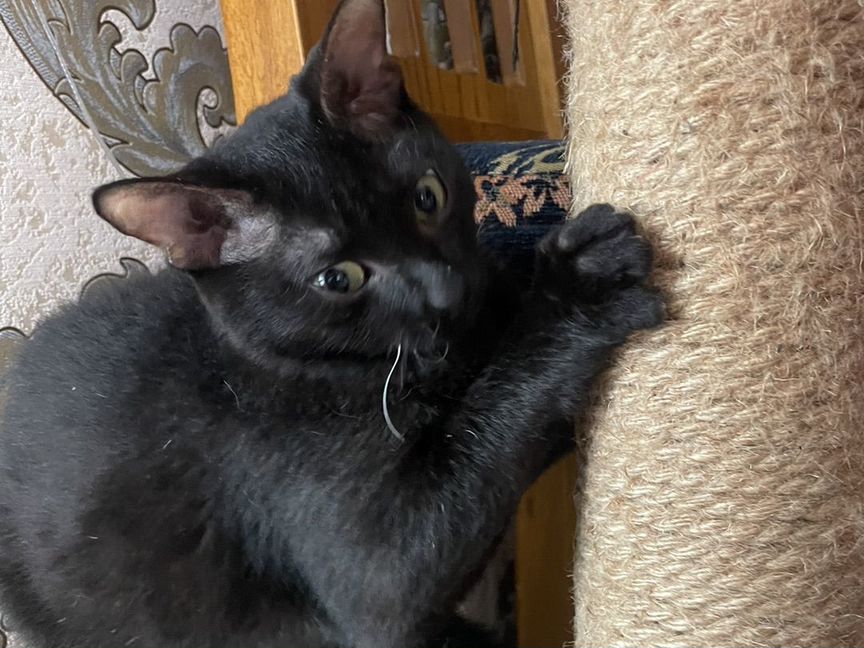Кошка