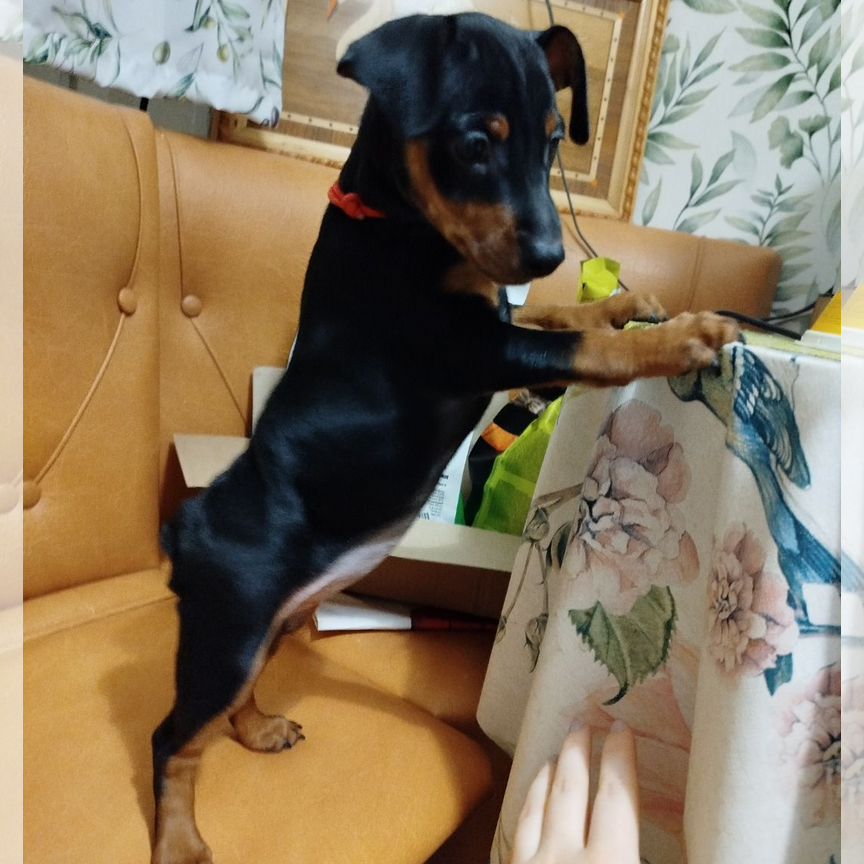 Цвергпинчер, щенок