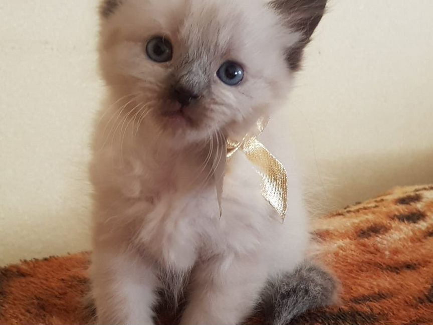 Котенок Невской Маскарадной