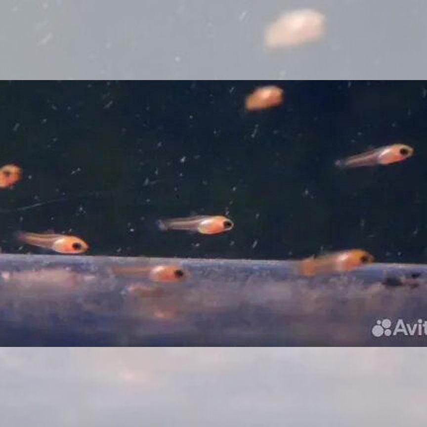 Мальки меченосца и гуппи