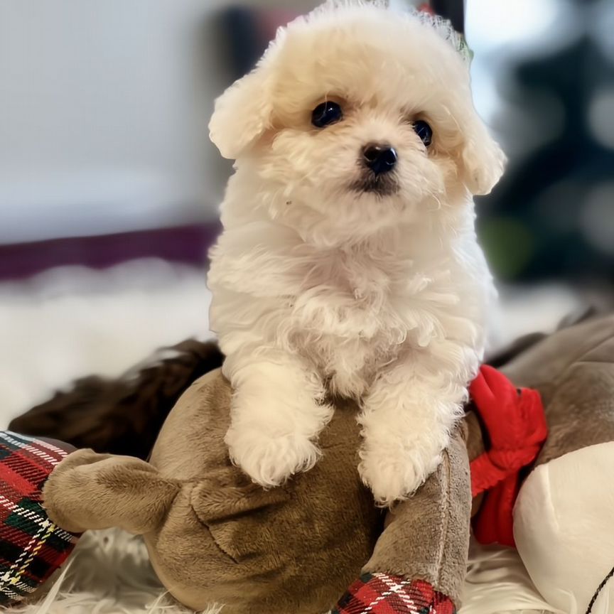 Мальтипу, щенок