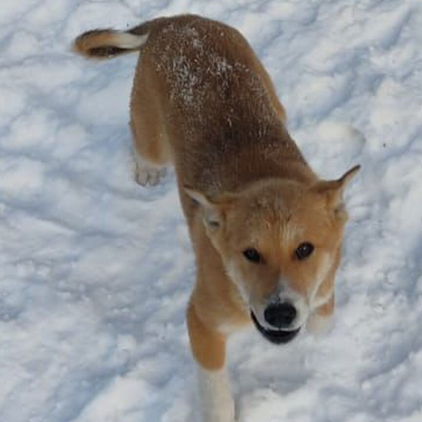 Щенок в добрые руки бесплатно