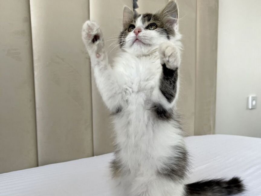 Кошечка Бетти