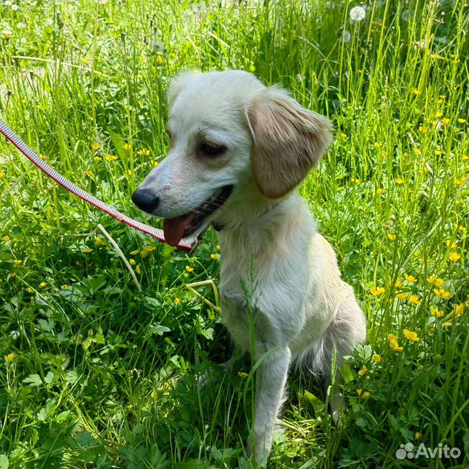 Лада ищет дом