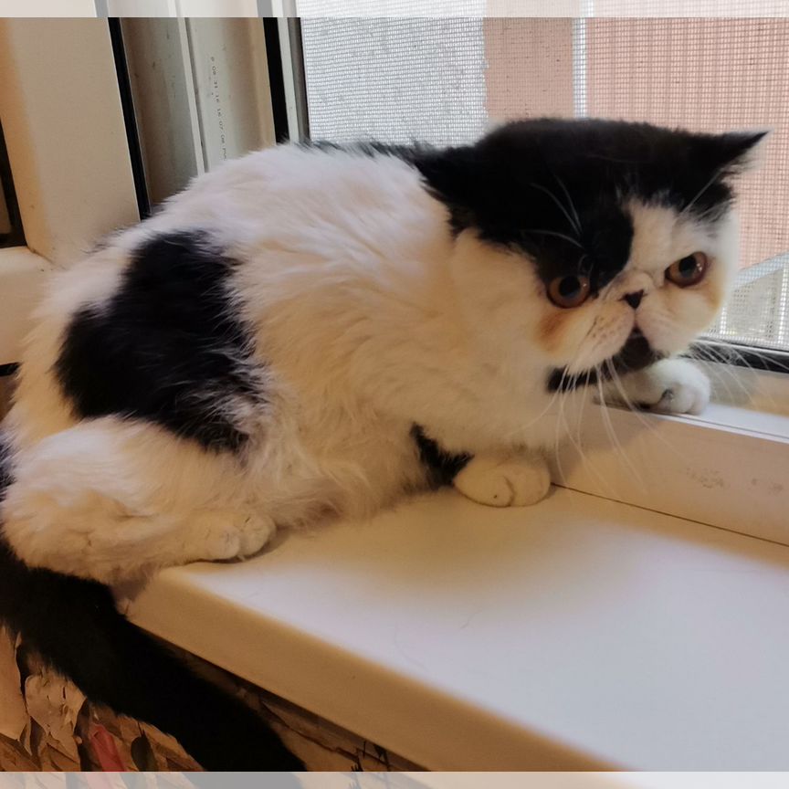 Кот экзотический