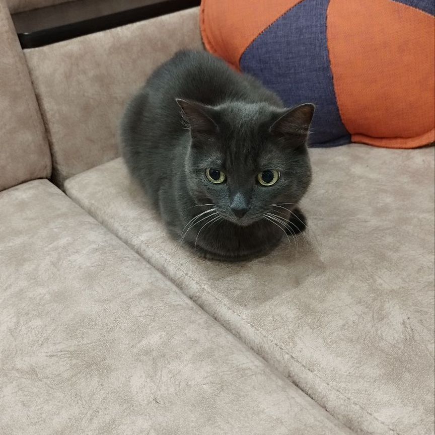 Кошка ищет дом